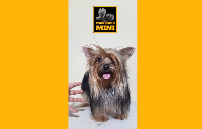 Yorkshire Mini - Autenticos Yorkies Miniatura
