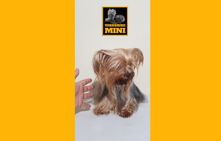 Yorkshire Mini - Autenticos Yorkies Miniatura