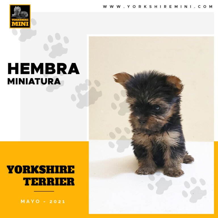 Yorkshire Mini – Autenticos Yorkies Miniatura – Lo mas mini de la raza ...