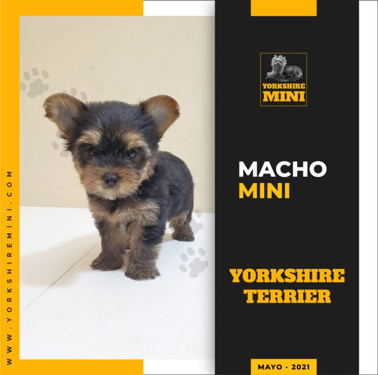 Yorkshire Mini – Autenticos Yorkies Miniatura – Lo mas mini de la raza ...