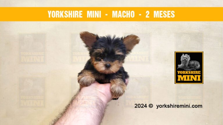 Yorkshire Mini - Autenticos Yorkies Miniatura